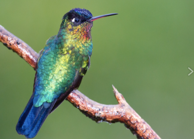 The Hummingbird Center – A Meeting and Retreat Space new Montpelier, VT